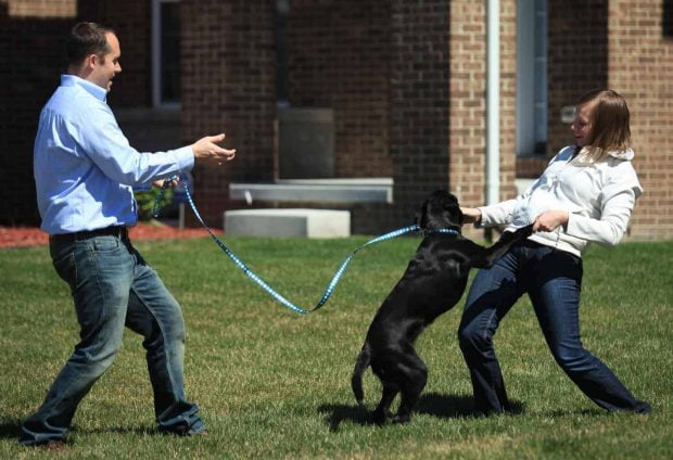 How to Stop your Dog from Jumping on People | Tips from The Dog Tipster